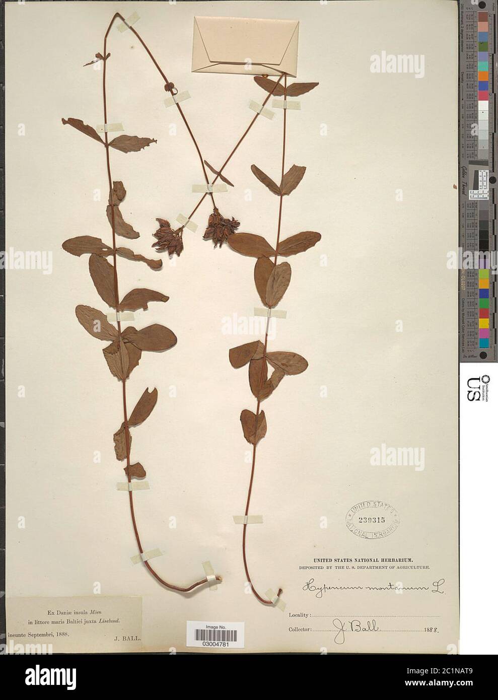 Hypericum montanum L Hypericum montanum L Stock Photo - Alamy