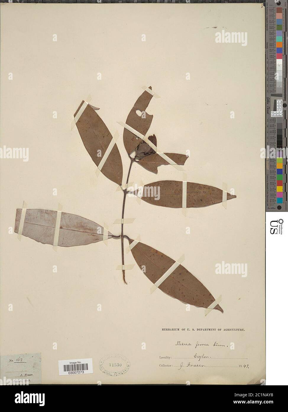 Mesua hi-res stock photography and images - Alamy