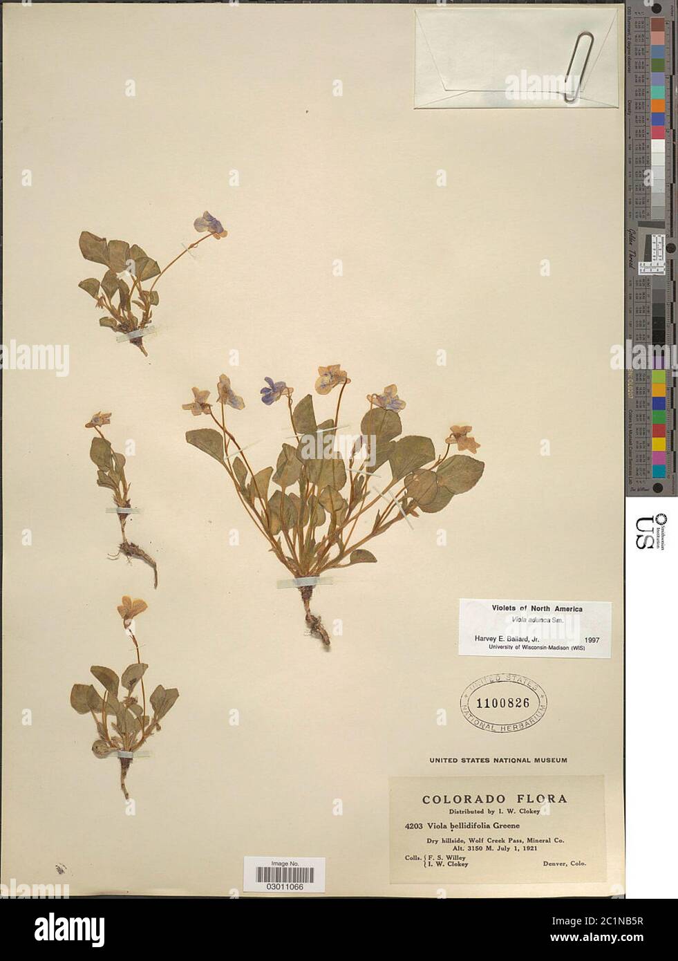 Viola adunca Sm Viola adunca Sm Stock Photo - Alamy