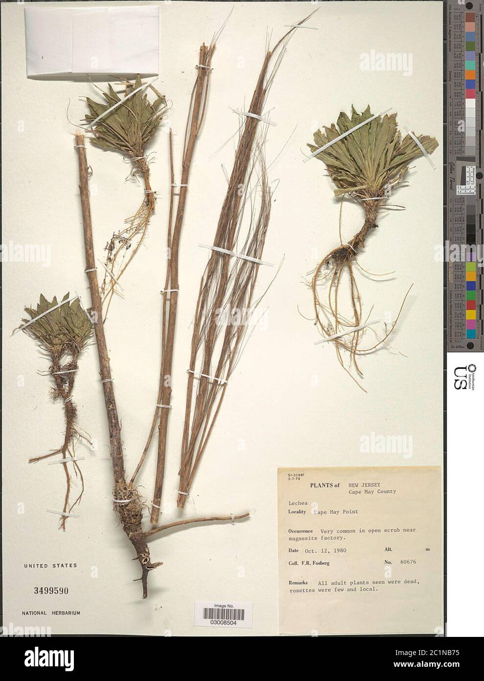 Lechea sp Lechea sp Stock Photo - Alamy