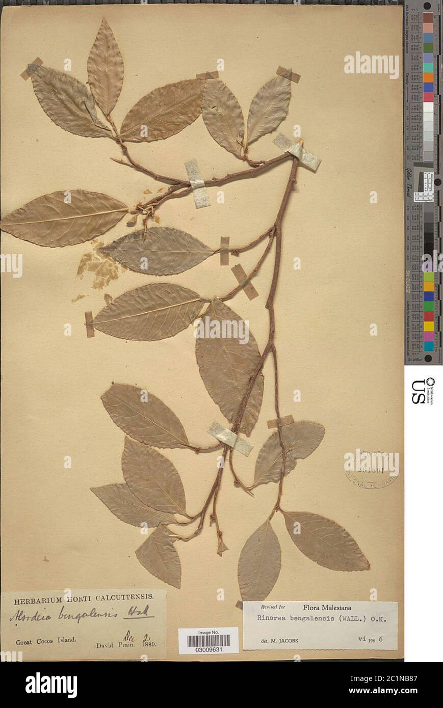 Rinorea bengalensis Wall Kuntze Rinorea bengalensis Wall Kuntze Stock ...