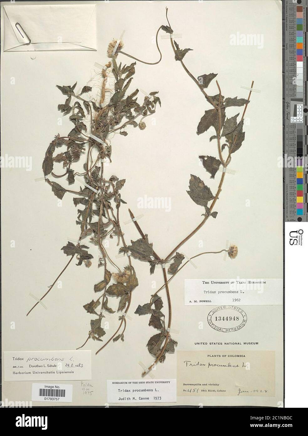 Tridax Procumbens L Tridax Procumbens L Stock Photo Alamy