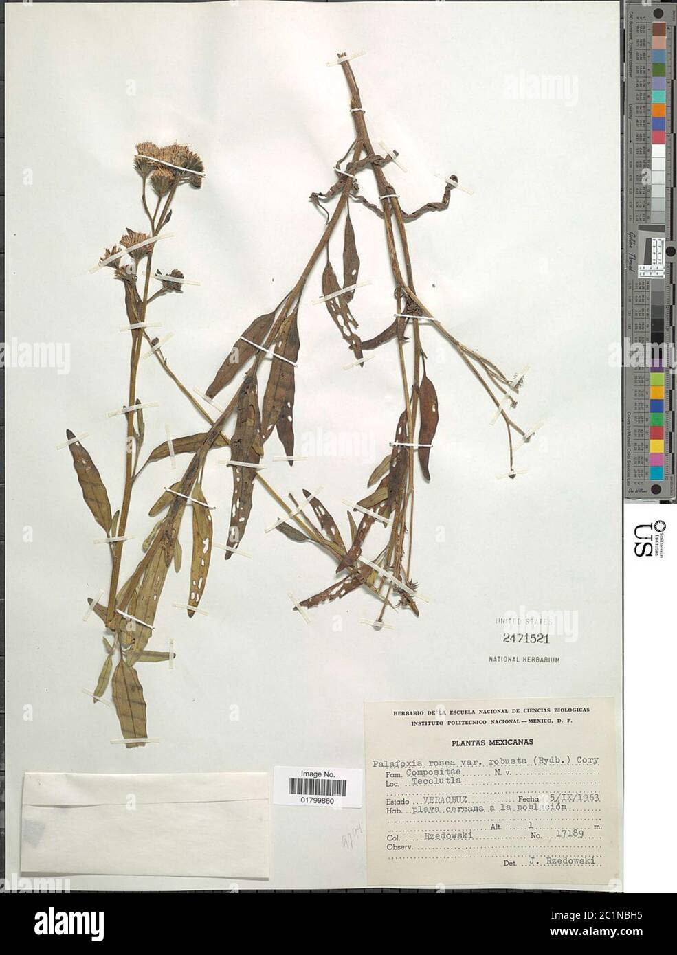 Palafoxia hi-res stock photography and images - Alamy