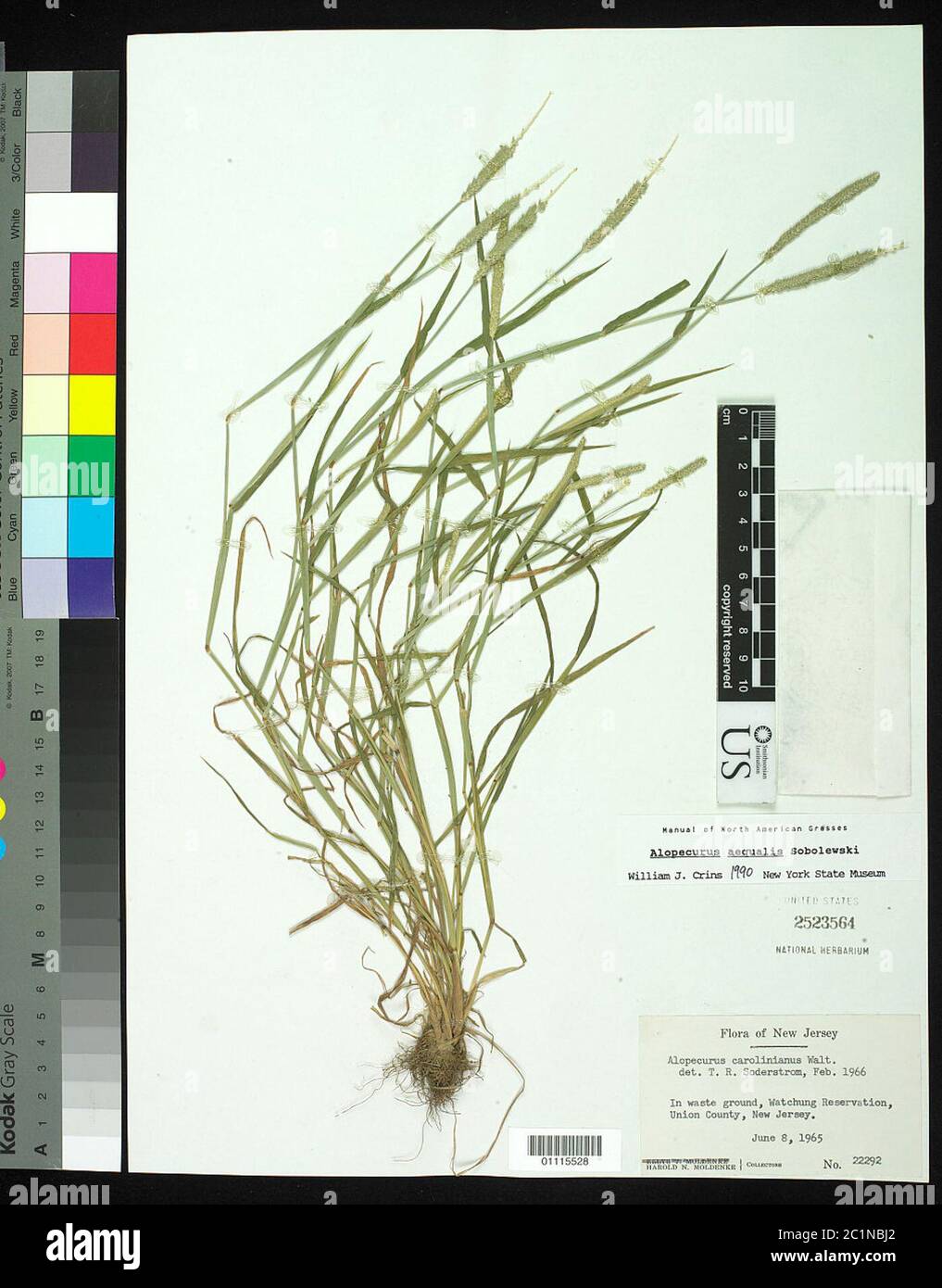 Sobol hi-res stock photography and images - Alamy