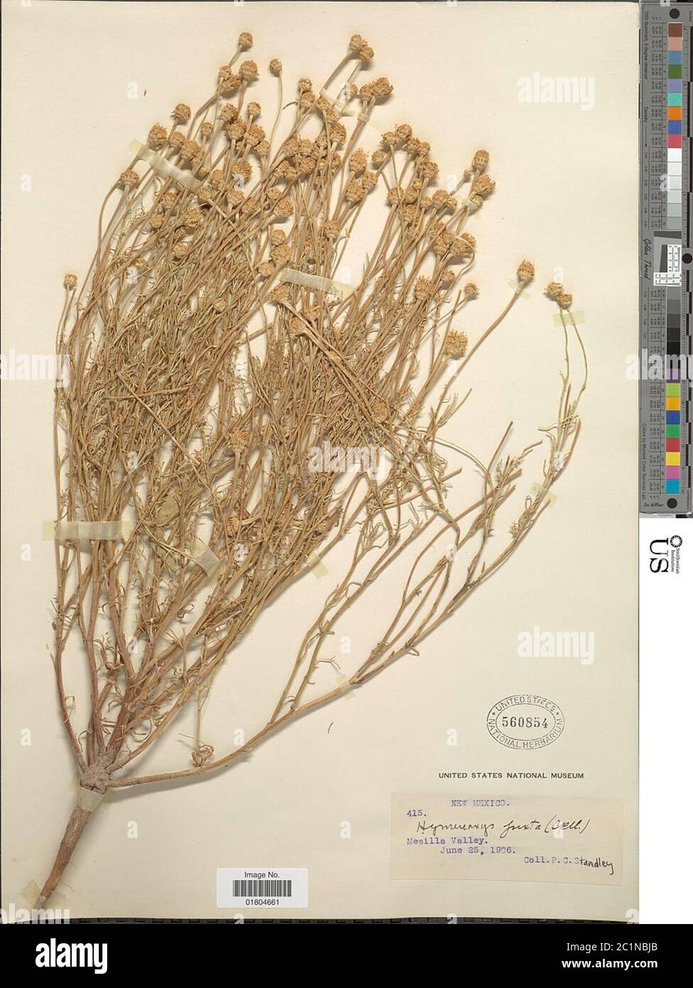 Hymenoxys odorata DC Hymenoxys odorata DC Stock Photo - Alamy