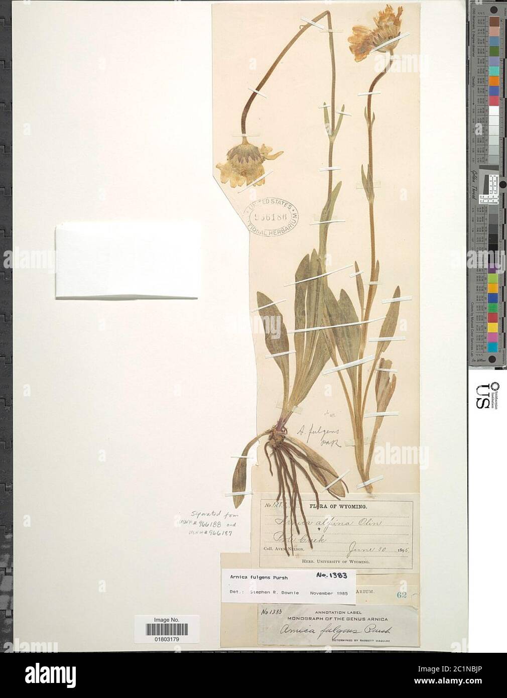 Arnica fulgens Pursh Arnica fulgens Pursh Stock Photo - Alamy