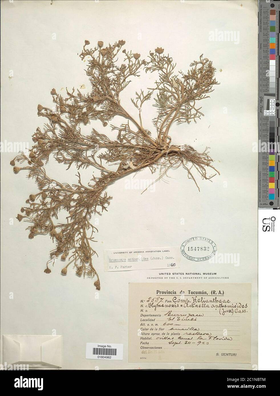 Anthemoides hi-res stock photography and images - Alamy