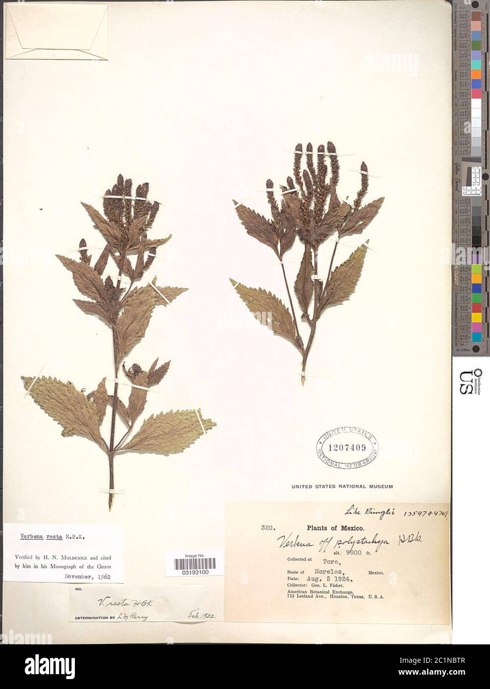 Verbena recta Kunth Verbena recta Kunth Stock Photo - Alamy