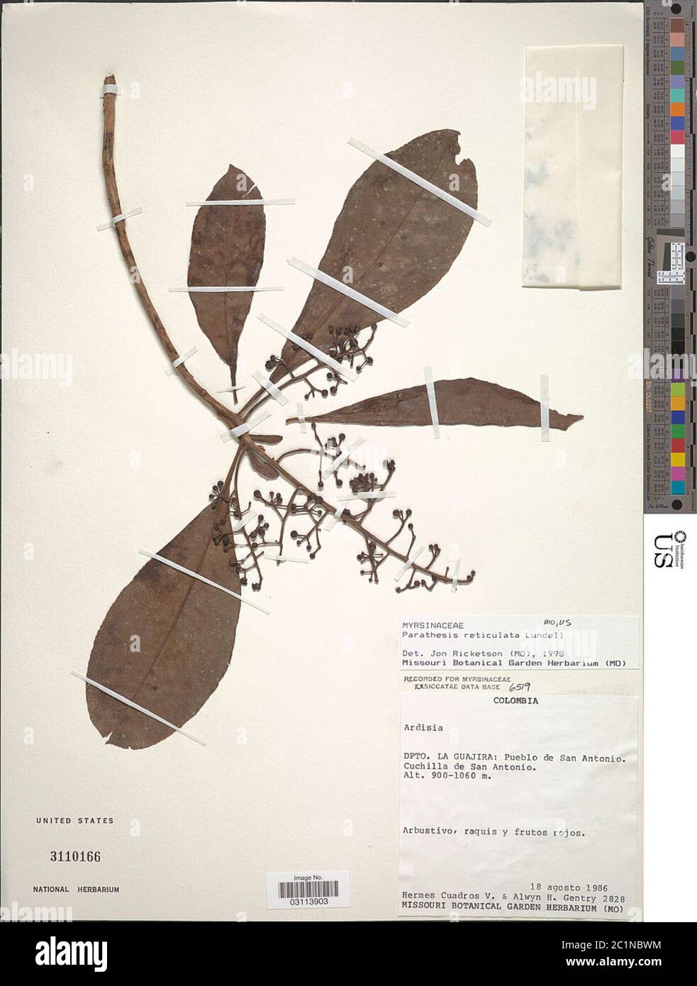 Parathesis reticulata Parathesis reticulata Stock Photo - Alamy