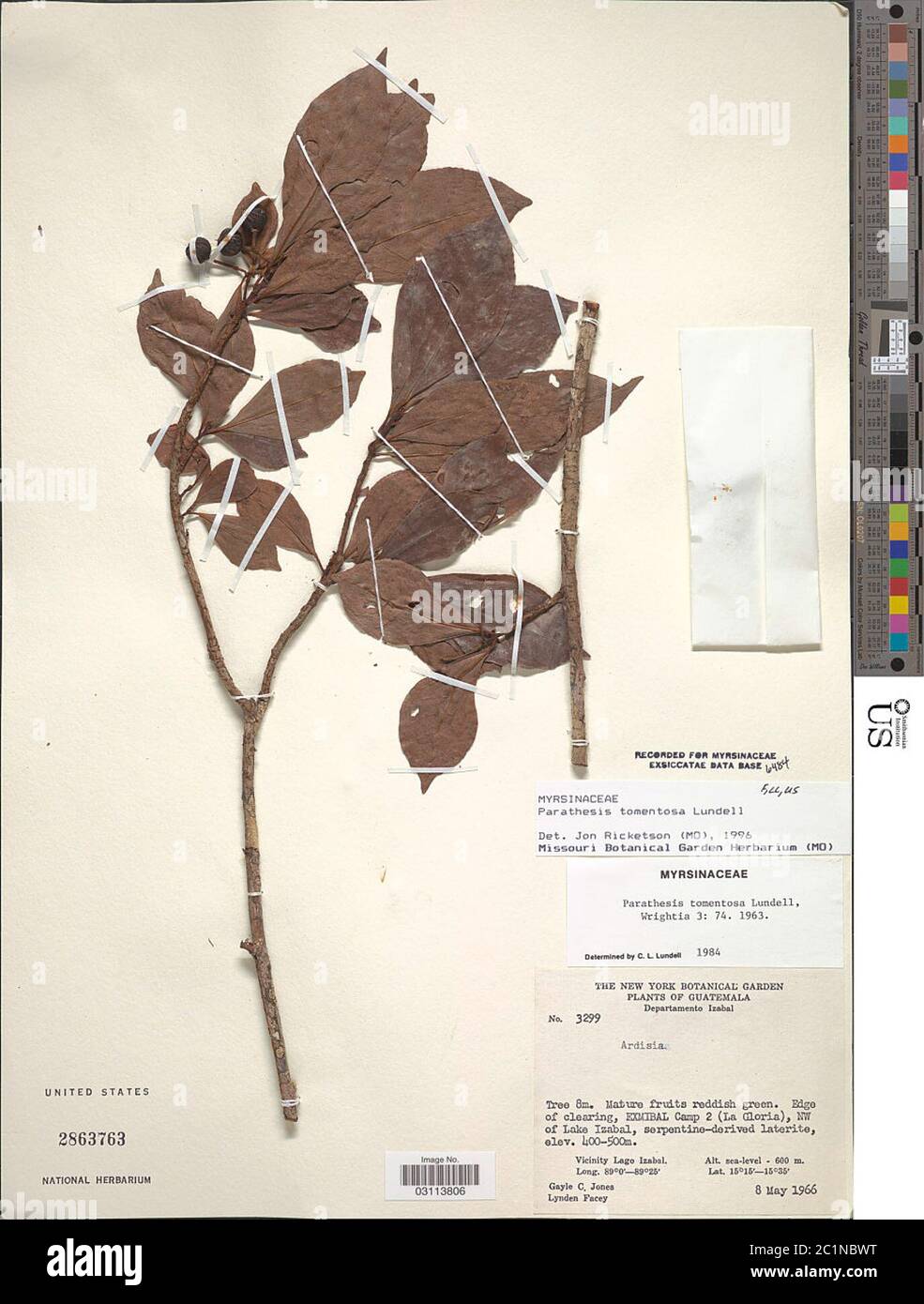 Parathesis tomentosa Lundell Parathesis tomentosa Lundell Stock Photo ...