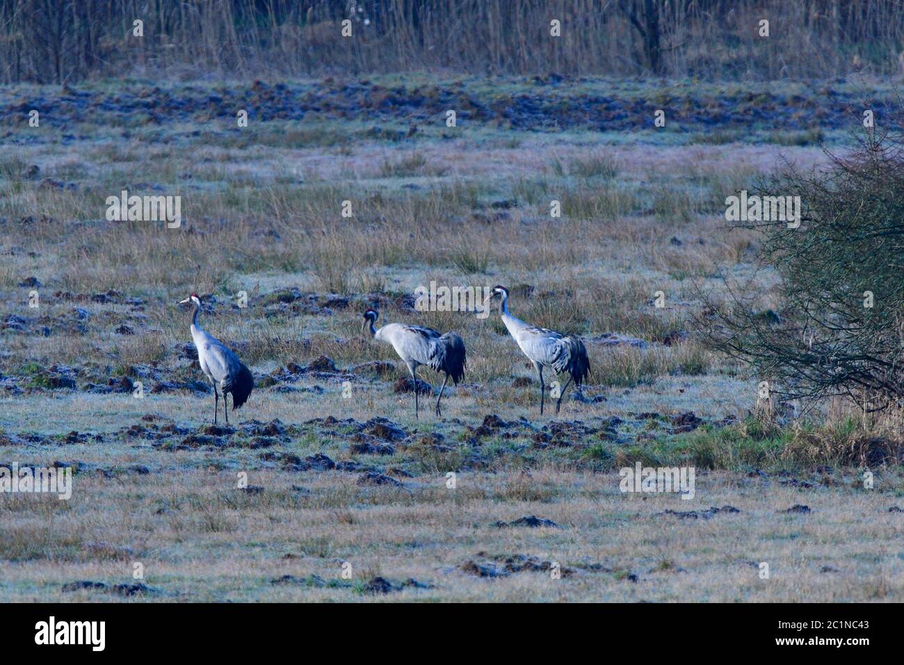 Spring crane hi-res stock photography and images - Alamy