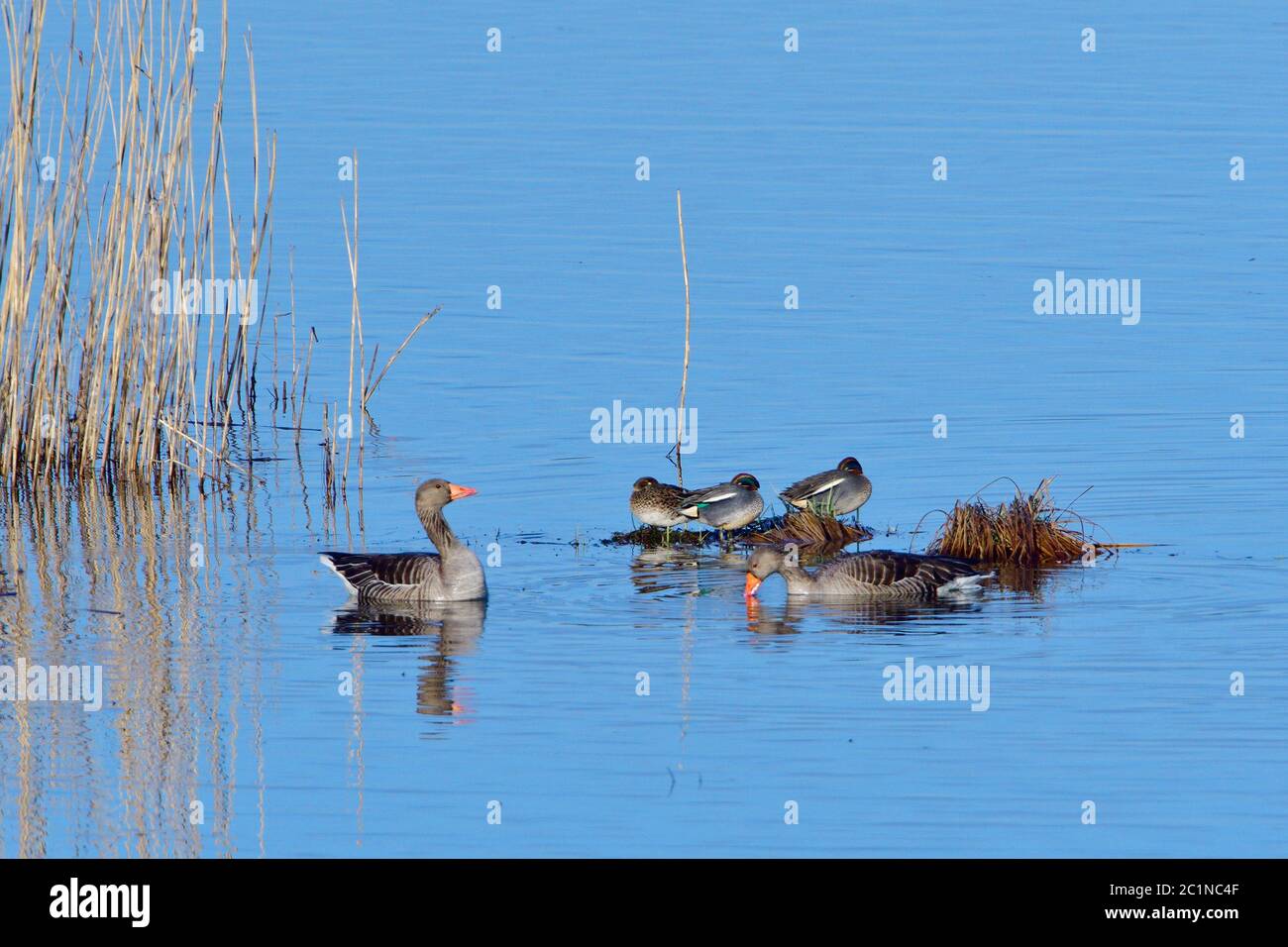 Teal mating hi-res stock photography and images - Alamy