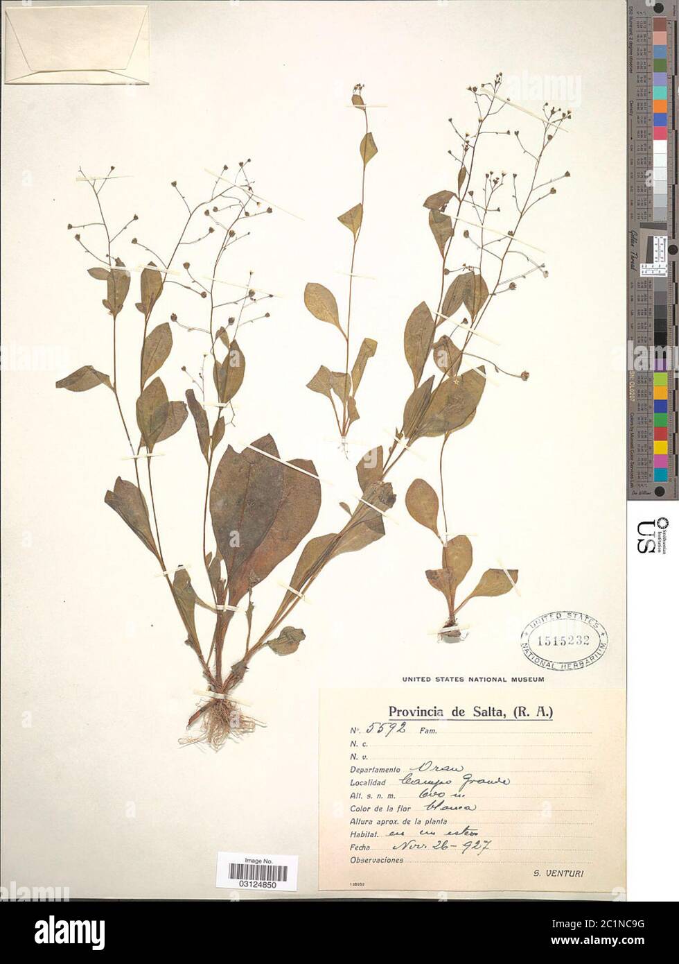 Samolus hi-res stock photography and images - Alamy