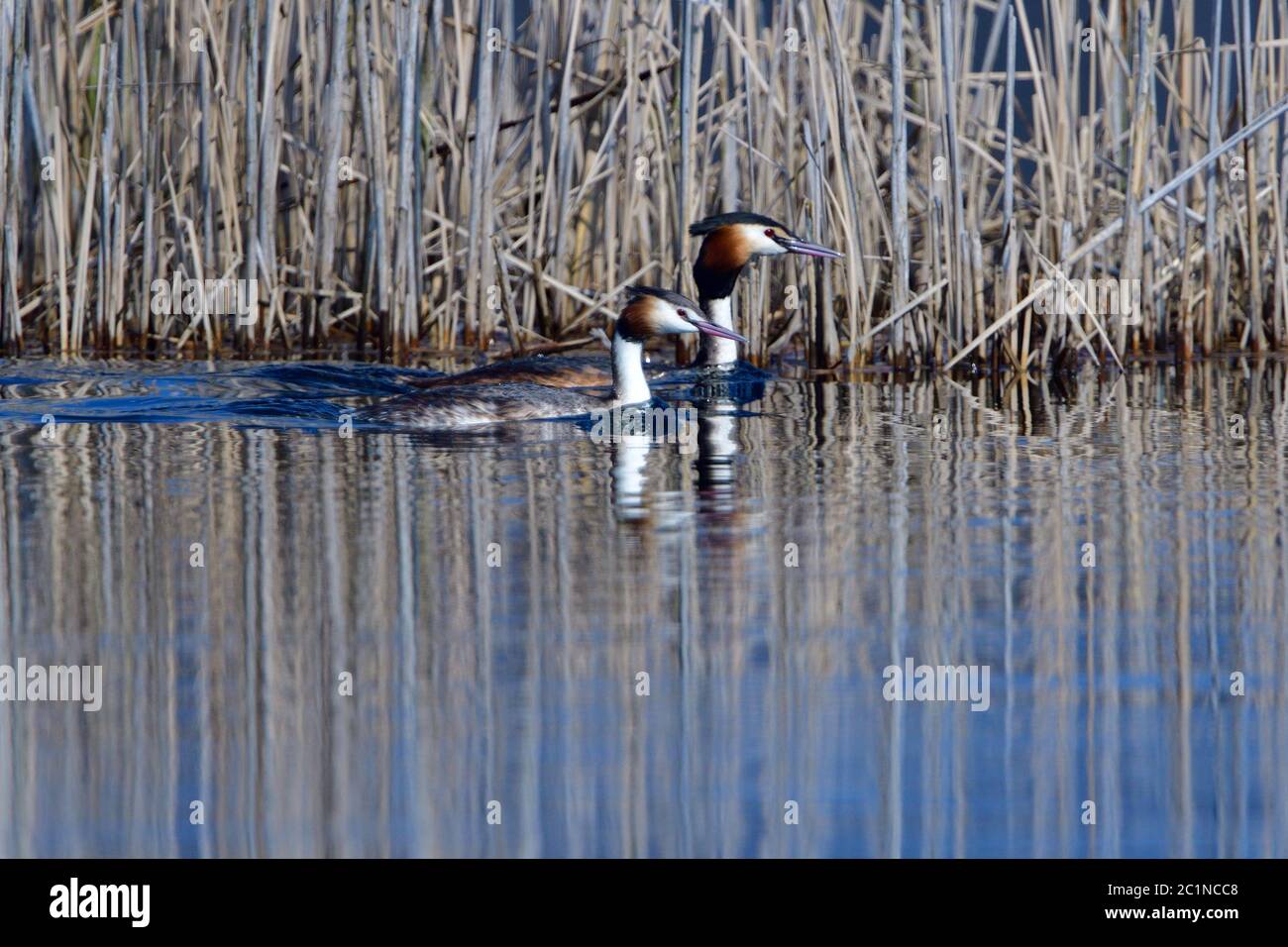 Male Great crested grebe displaying during mating ritual Stock Photo ...