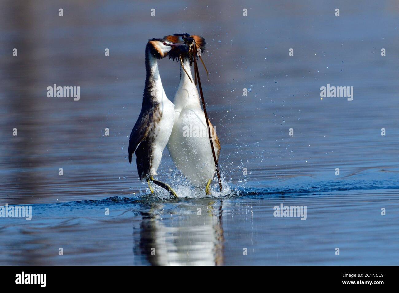 Male Great crested grebe displaying during mating ritual Stock Photo ...