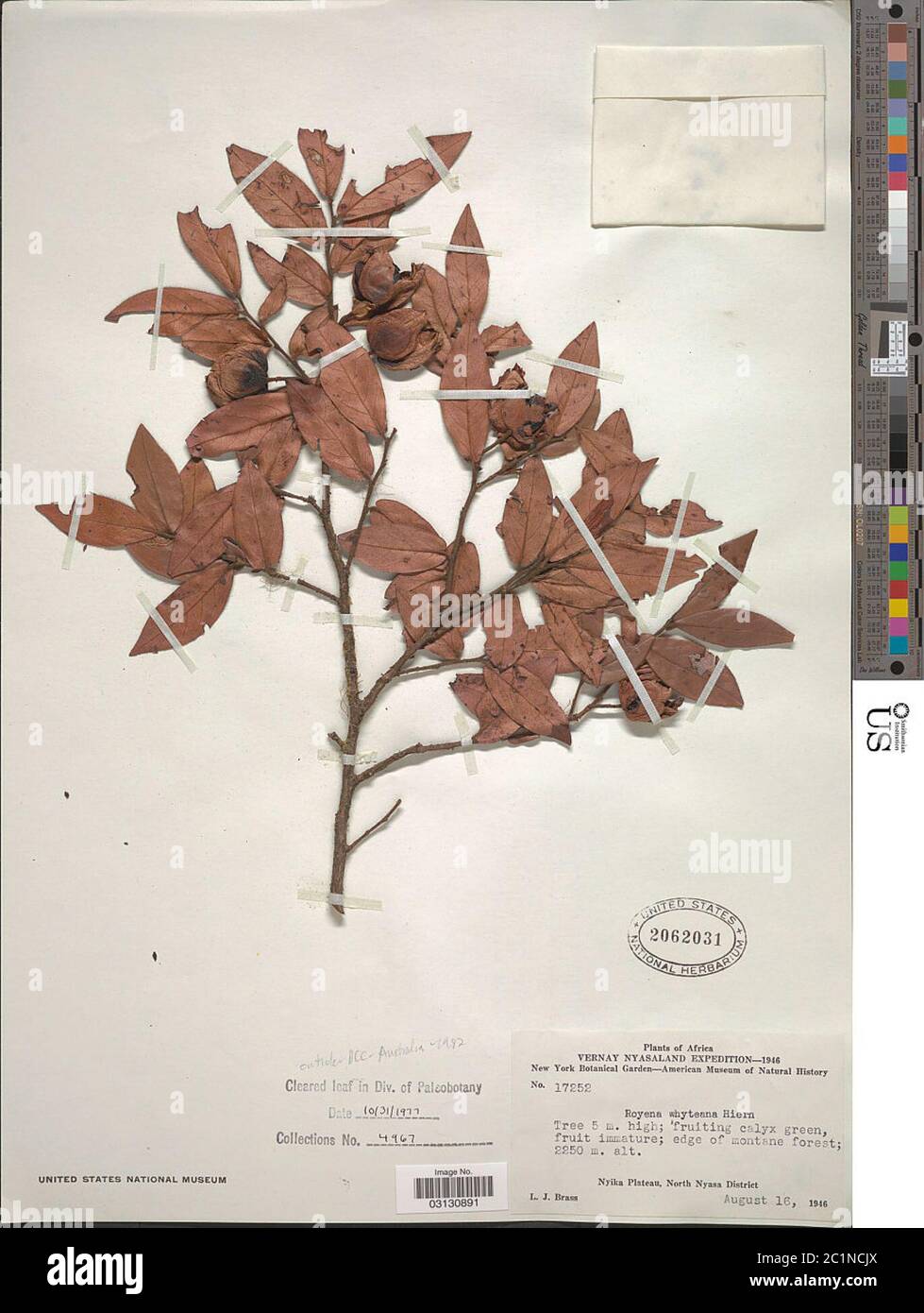 Royena whyteana Hiern Royena whyteana Hiern Stock Photo - Alamy