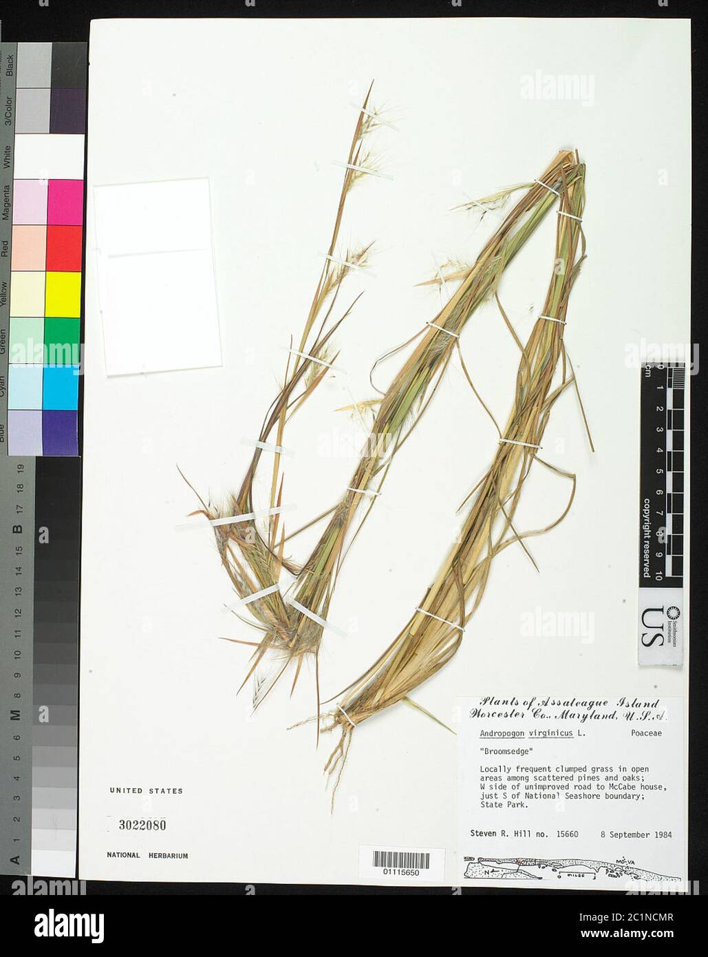 Andropogon virginicus hi-res stock photography and images - Alamy