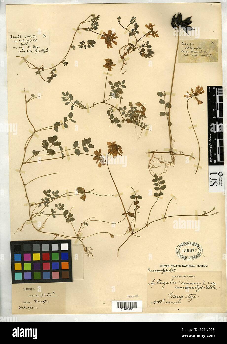 Sinicus hi-res stock photography and images - Alamy