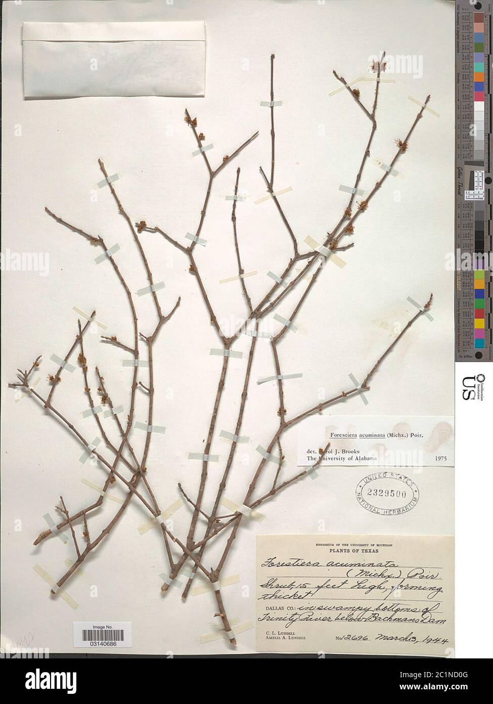 Forestiera hi-res stock photography and images - Alamy