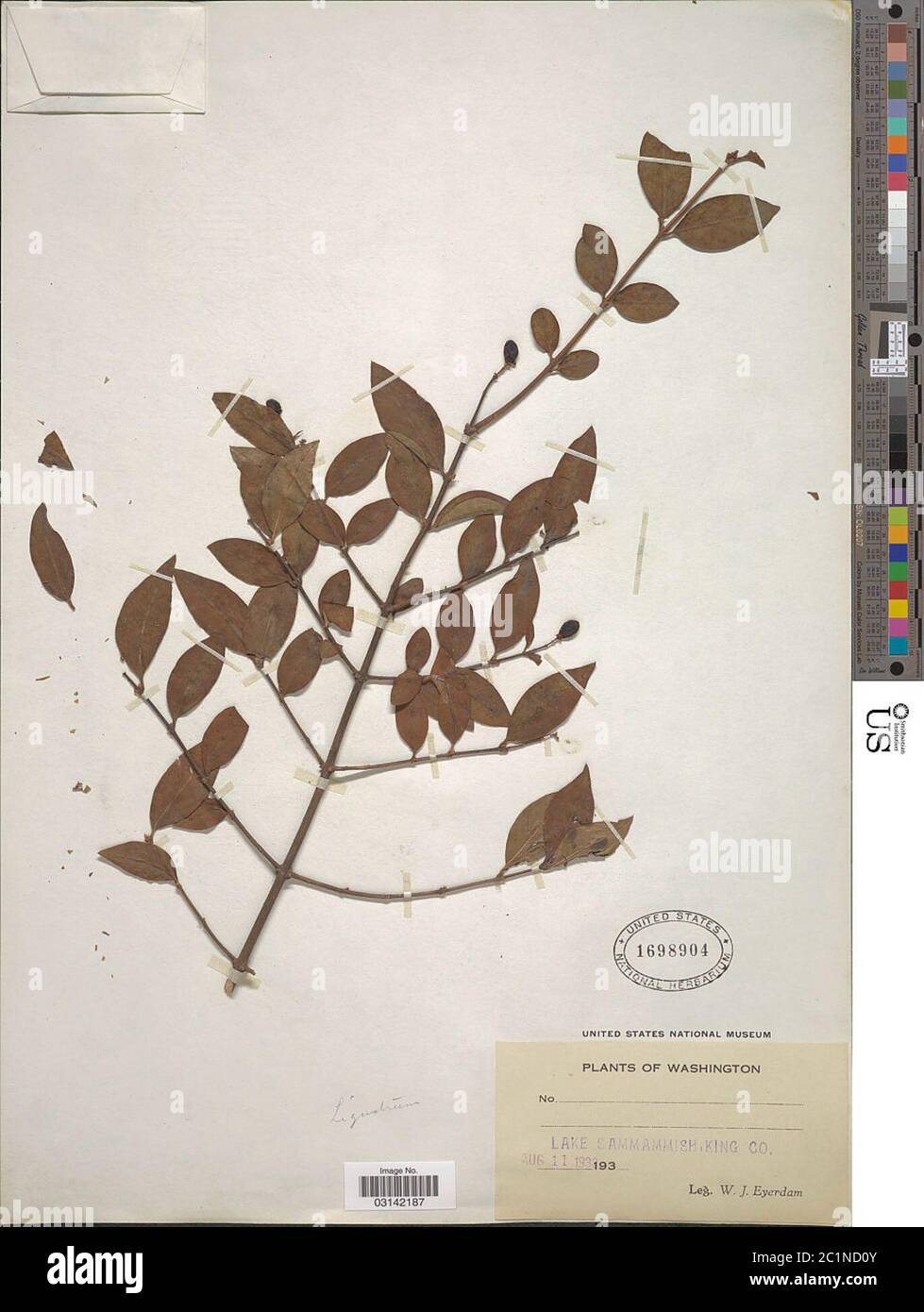 Ligustrum sp Ligustrum sp Stock Photo - Alamy