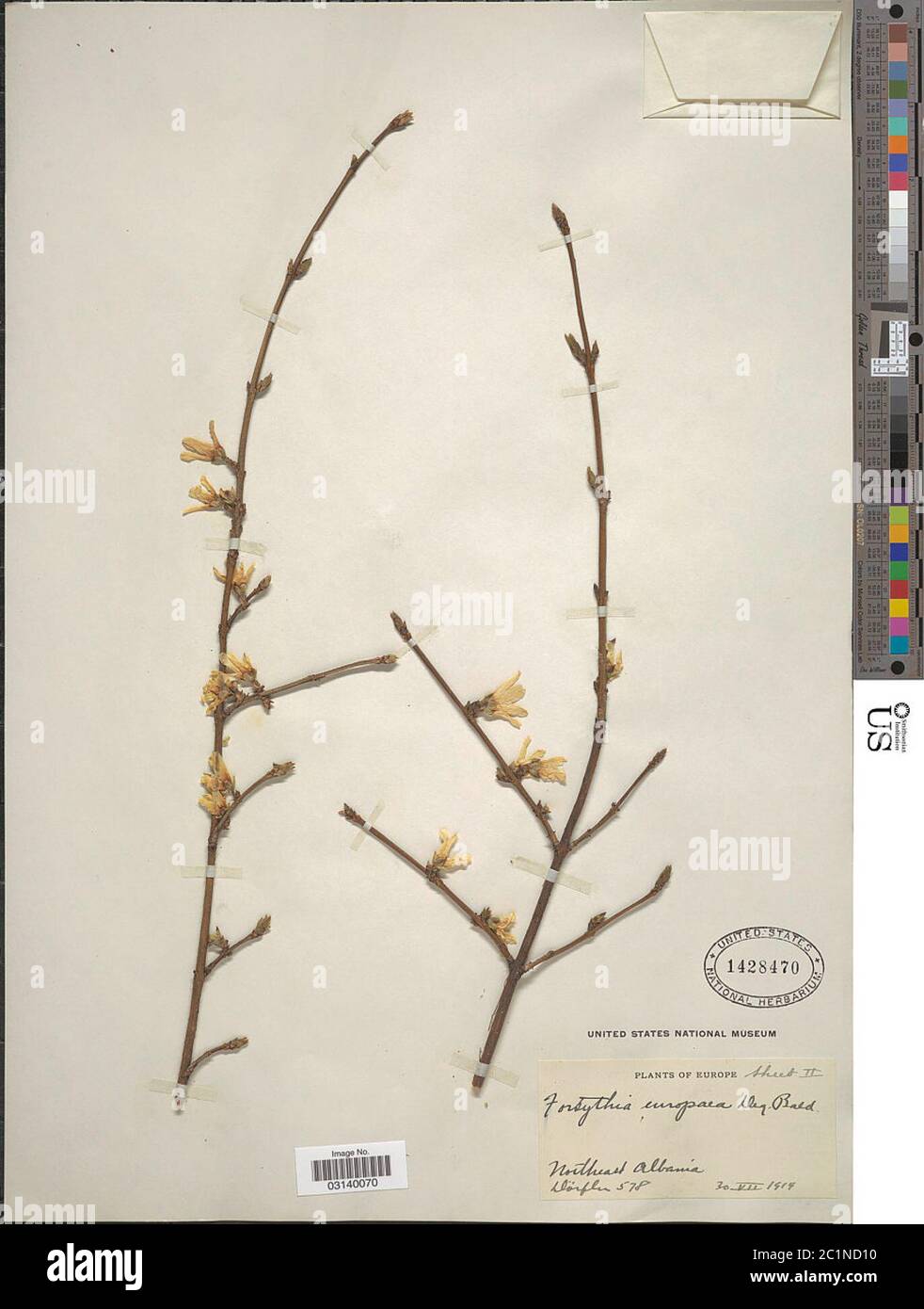 Forsythia europaea Degen Bald Forsythia europaea Degen Bald Stock Photo ...
