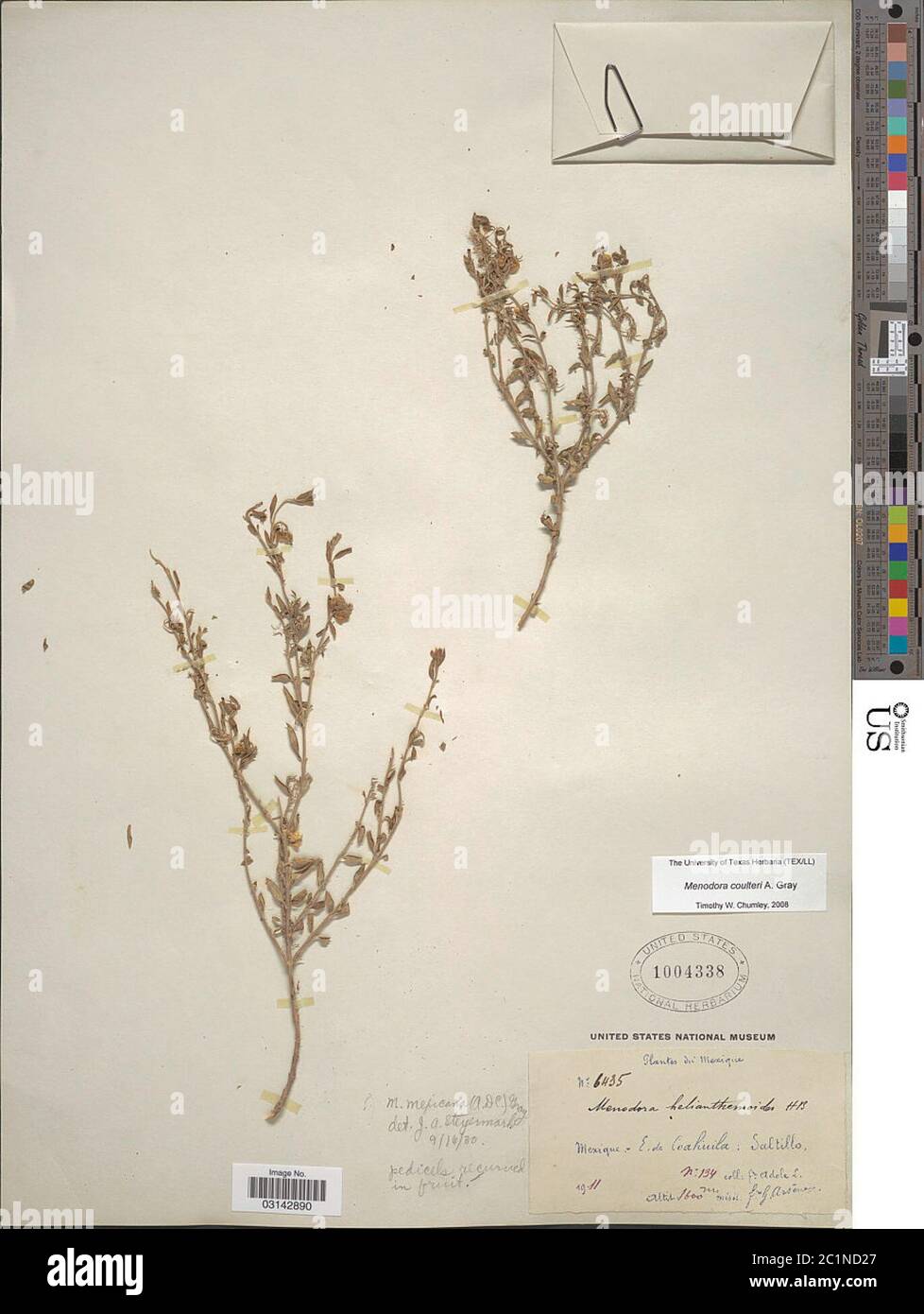 Menodora coulteri A Gray Menodora coulteri A Gray Stock Photo - Alamy