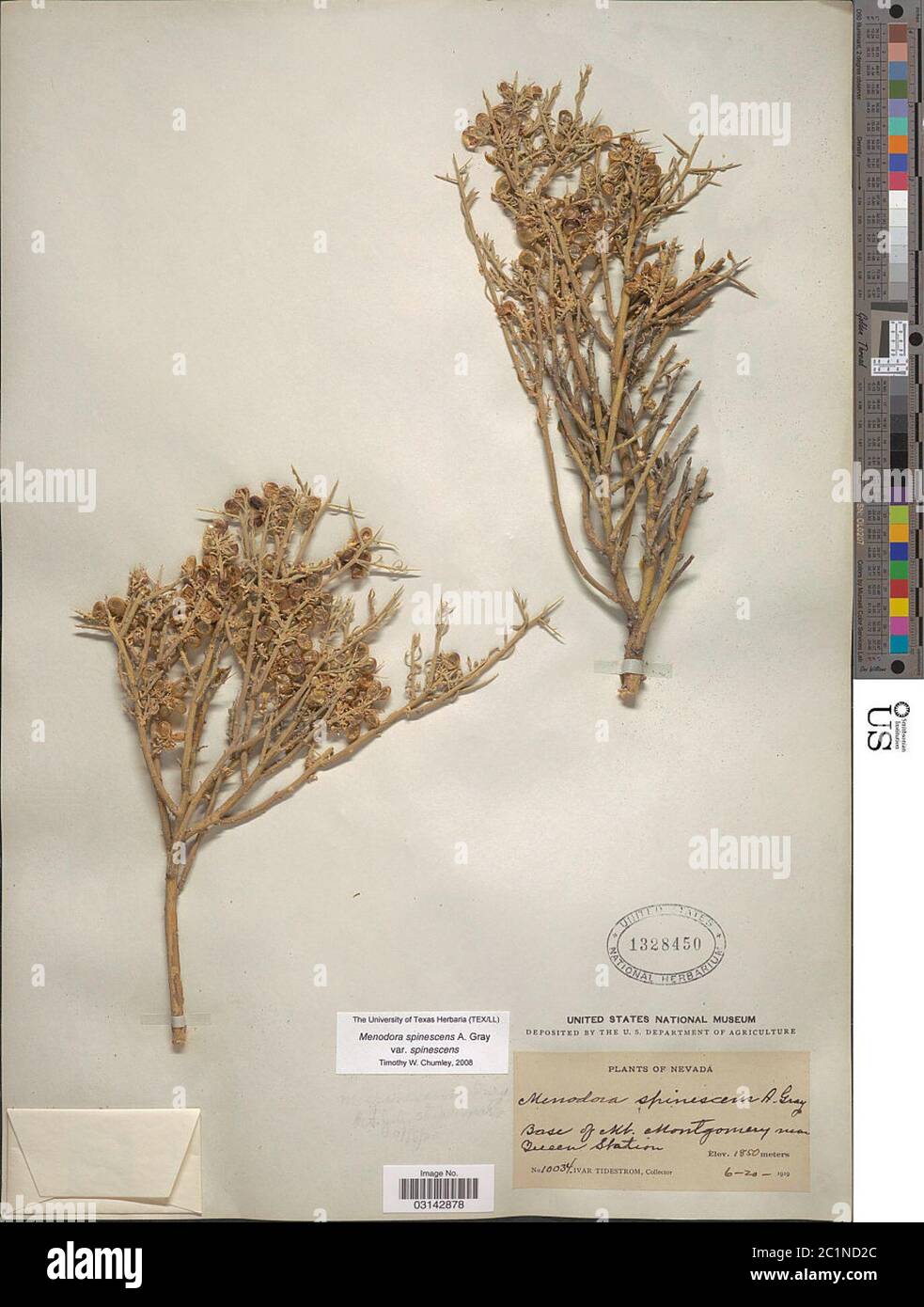 Spinescens hi-res stock photography and images - Alamy