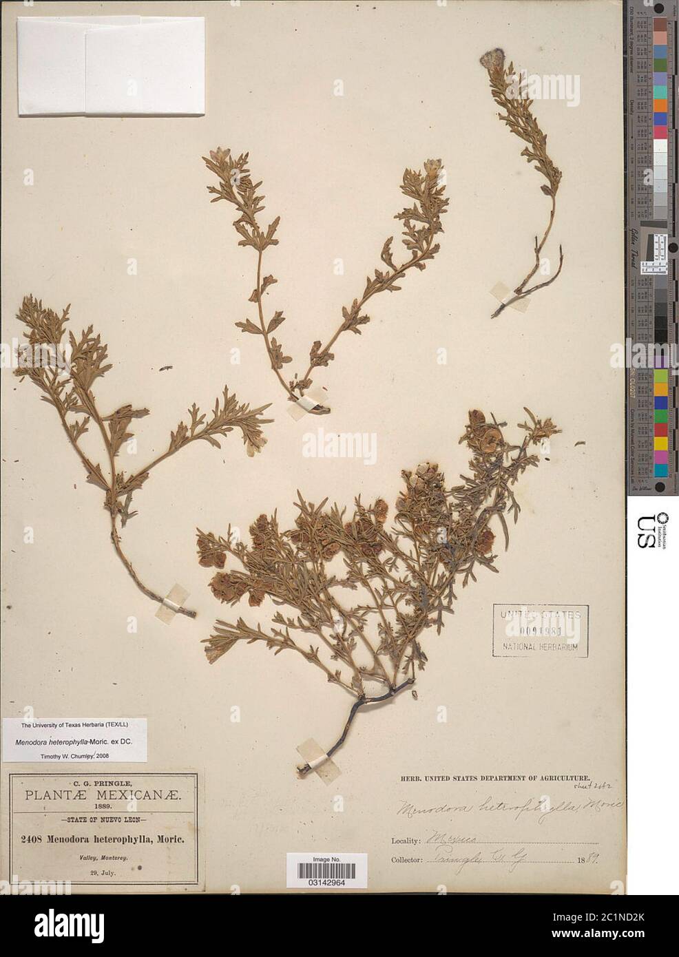 Menodora heterophylla Moric ex A DC Menodora heterophylla Moric ex A DC ...