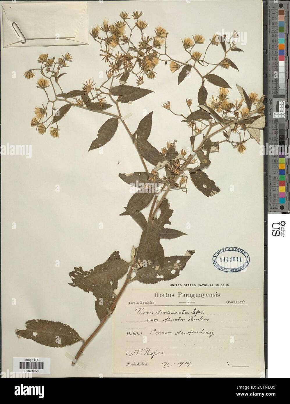 Trixis antimenorrhoea Schrank Mart ex Kuntze Trixis antimenorrhoea ...