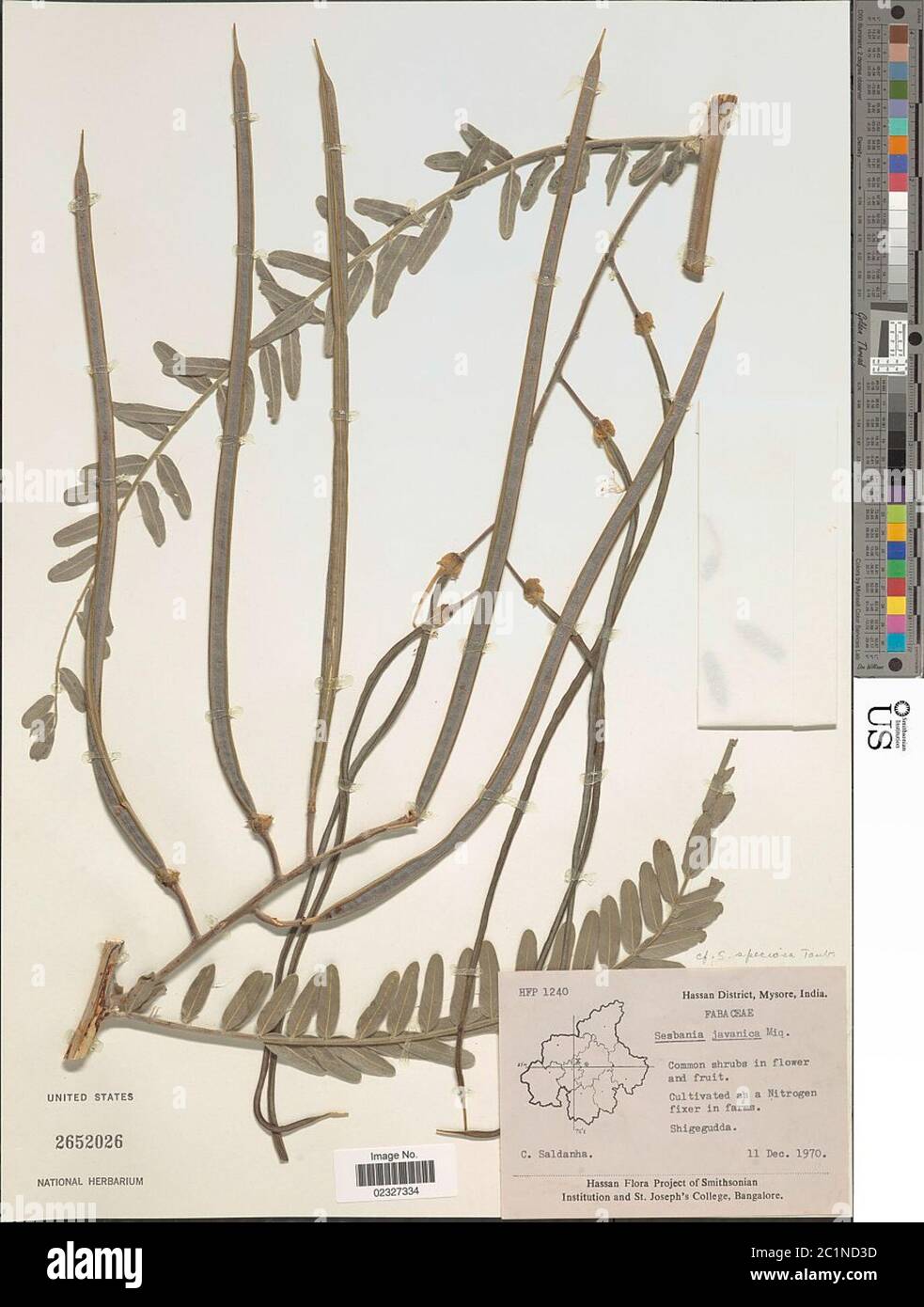 Sesbania speciosa Sol F Br Sesbania speciosa Sol F Br Stock Photo - Alamy