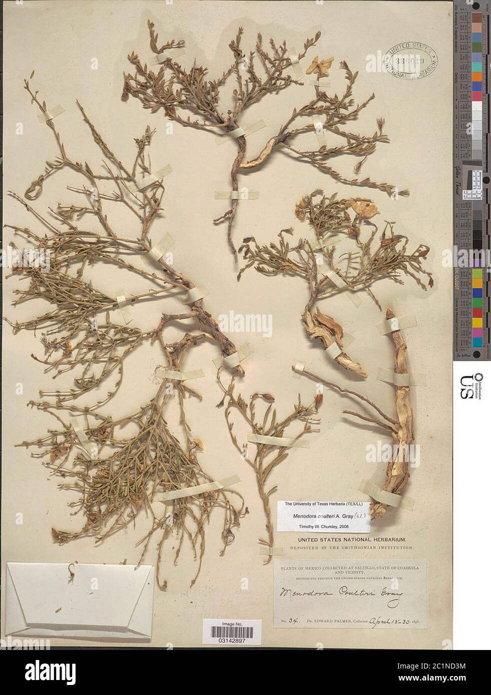 Menodora coulteri A Gray Menodora coulteri A Gray Stock Photo - Alamy