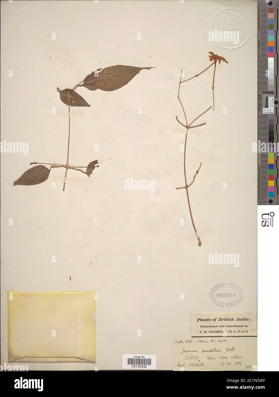 Jasminum caudatum Wall ex Lindl Jasminum caudatum Wall ex Lindl Stock ...