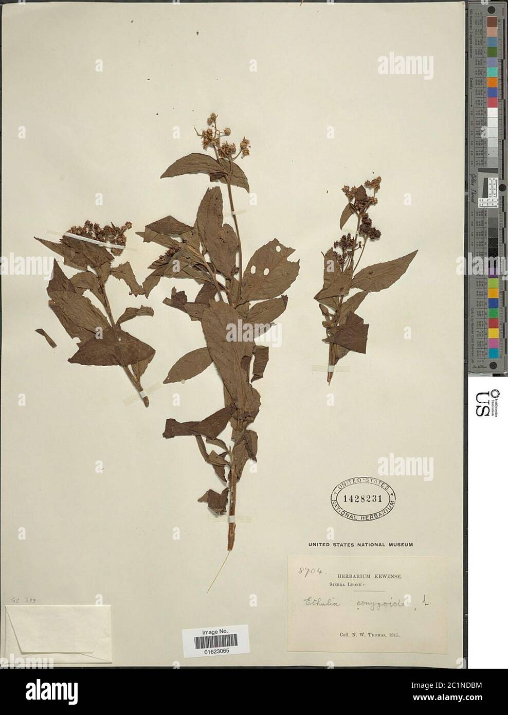 Ethulia conyzoides L f Ethulia conyzoides L f Stock Photo - Alamy