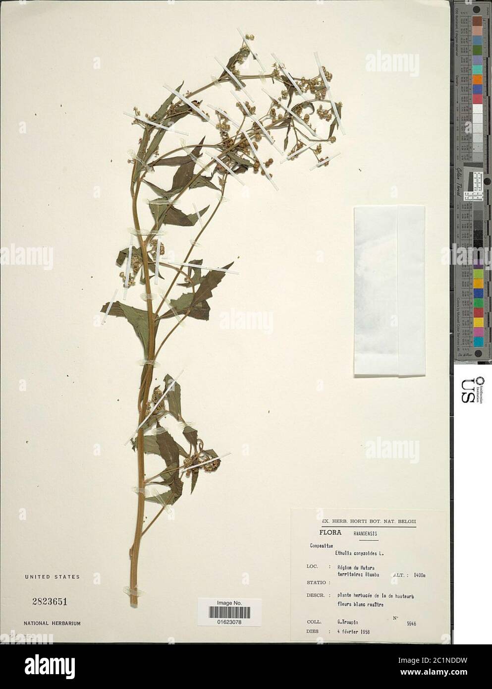 Ethulia conyzoides hi-res stock photography and images - Alamy