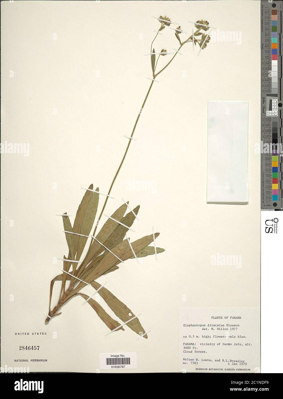 Dilatatus hi-res stock photography and images - Alamy