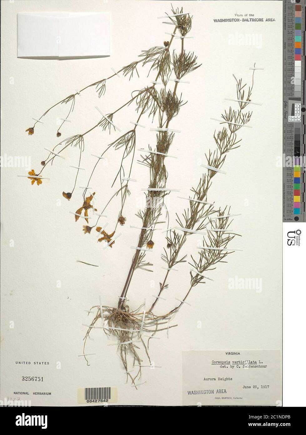 Coreopsis verticillata L Coreopsis verticillata L Stock Photo - Alamy