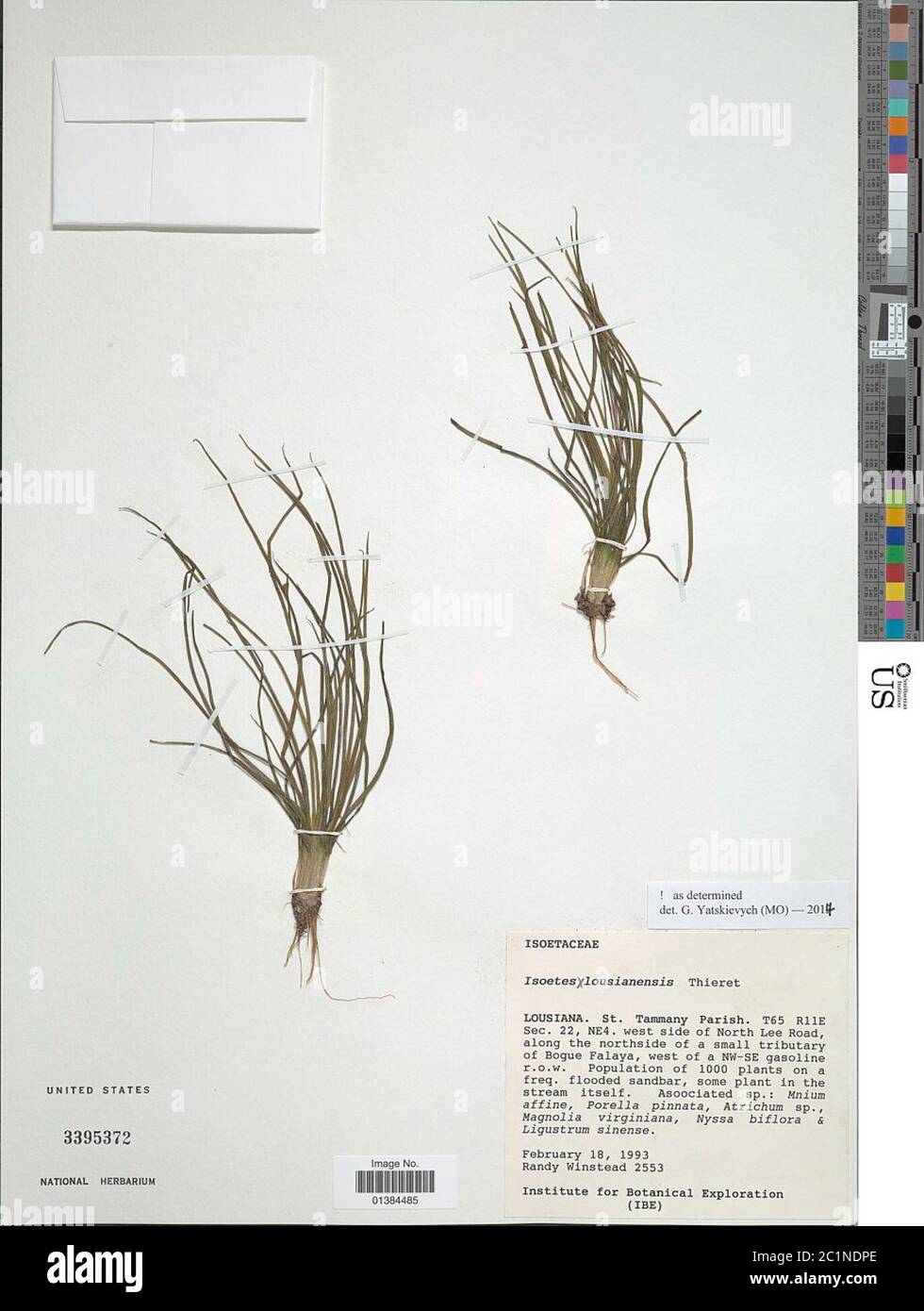 Isoetes louisianensis hi-res stock photography and images - Alamy