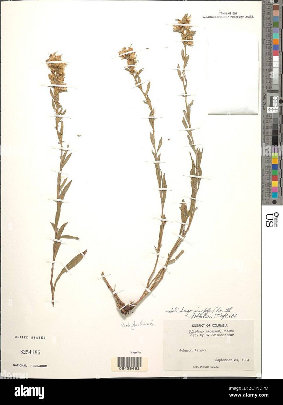 Solidago simplex hi-res stock photography and images - Alamy