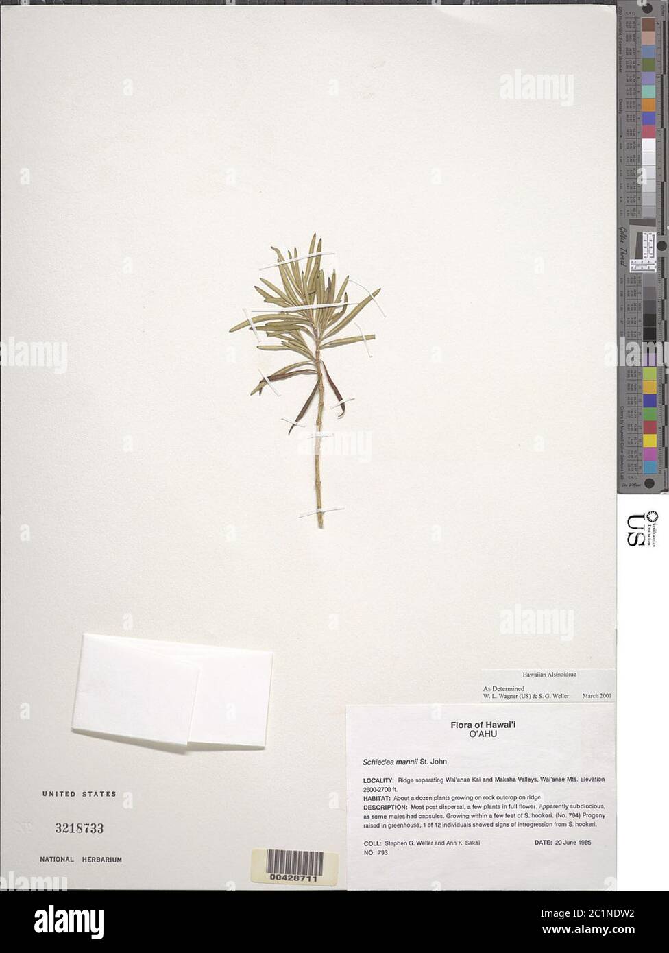 Schiedea hi-res stock photography and images - Alamy