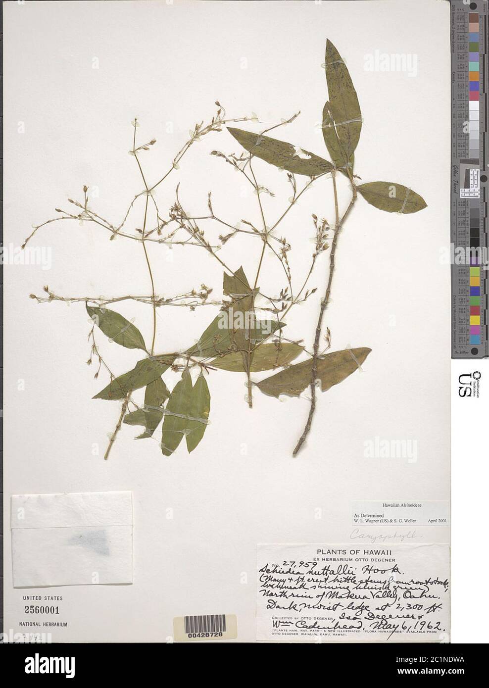 Schiedea hi-res stock photography and images - Alamy