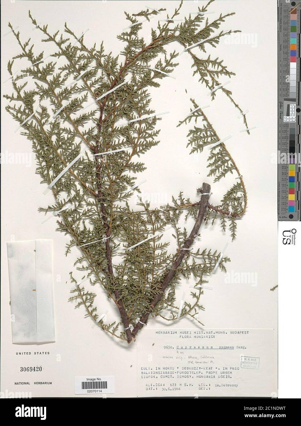 Cupressus pygmaea Cupressus pygmaea Stock Photo - Alamy