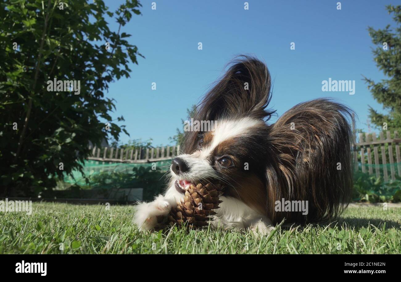 Beautiful dog breed Papillon gnaws spruce cone on lawn Stock Photo - Alamy