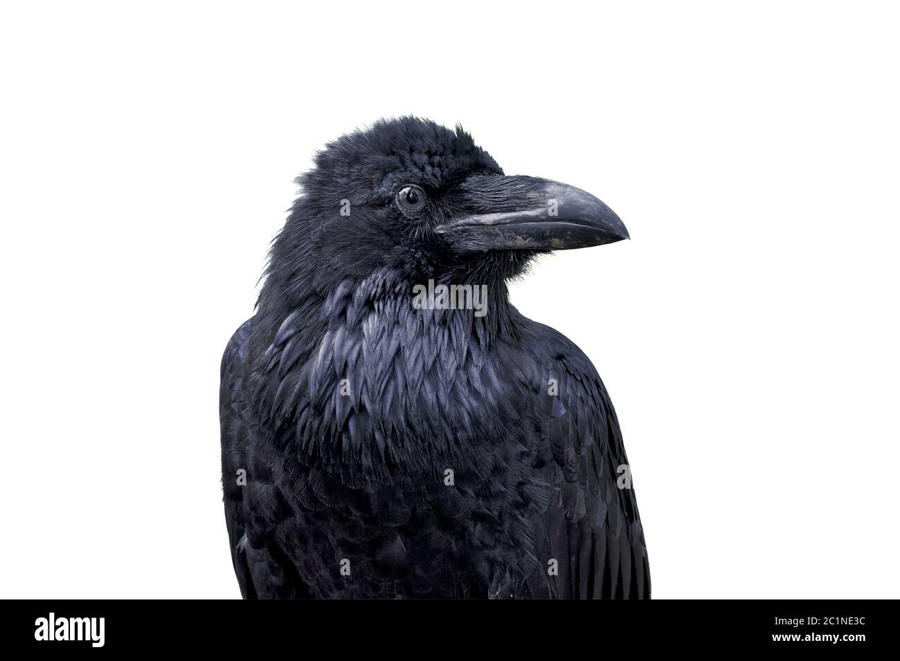 White raven hi-res stock photography and images - Alamy