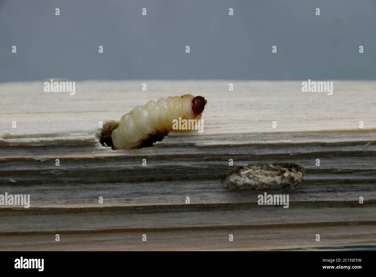 Woodworm damage hi-res stock photography and images - Alamy