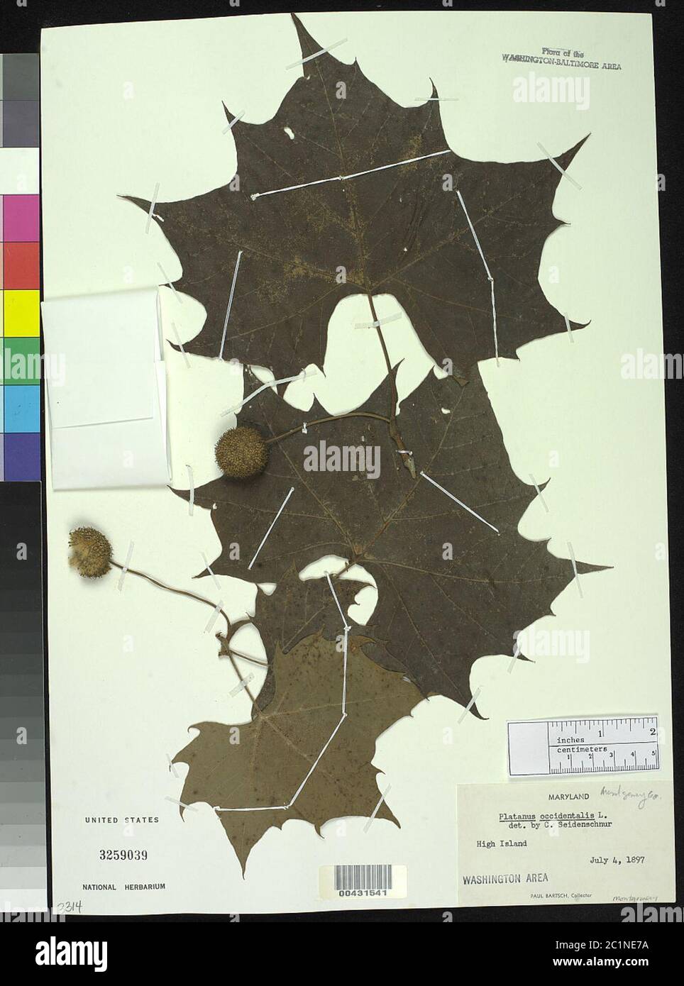 Platanus occidentalis l hi-res stock photography and images - Alamy