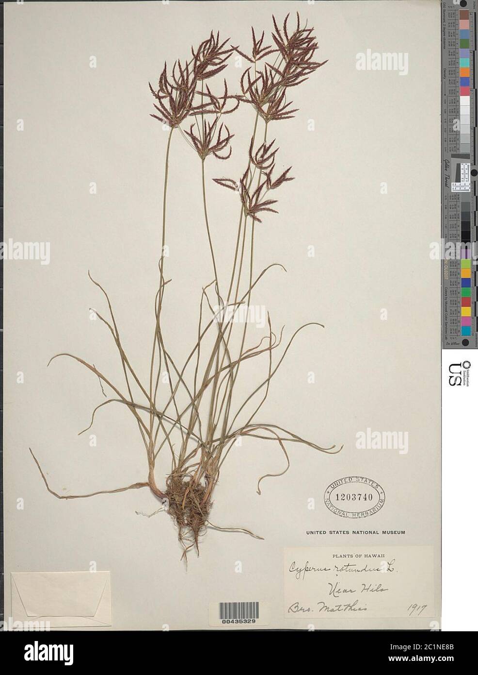 Cyperus rotundus L Cyperus rotundus L Stock Photo - Alamy