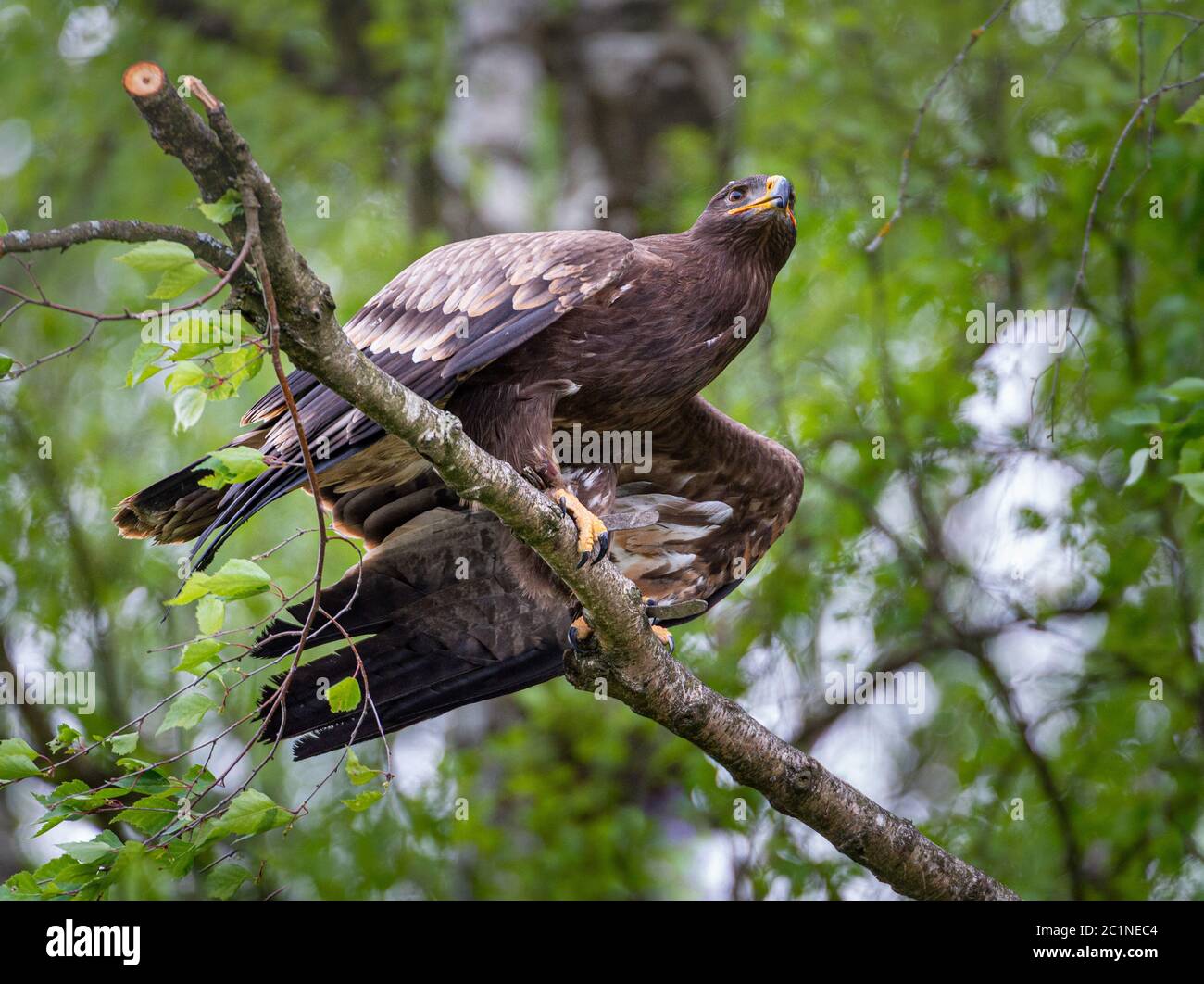 Eagle sitting on a tree Stock Photo - Alamy