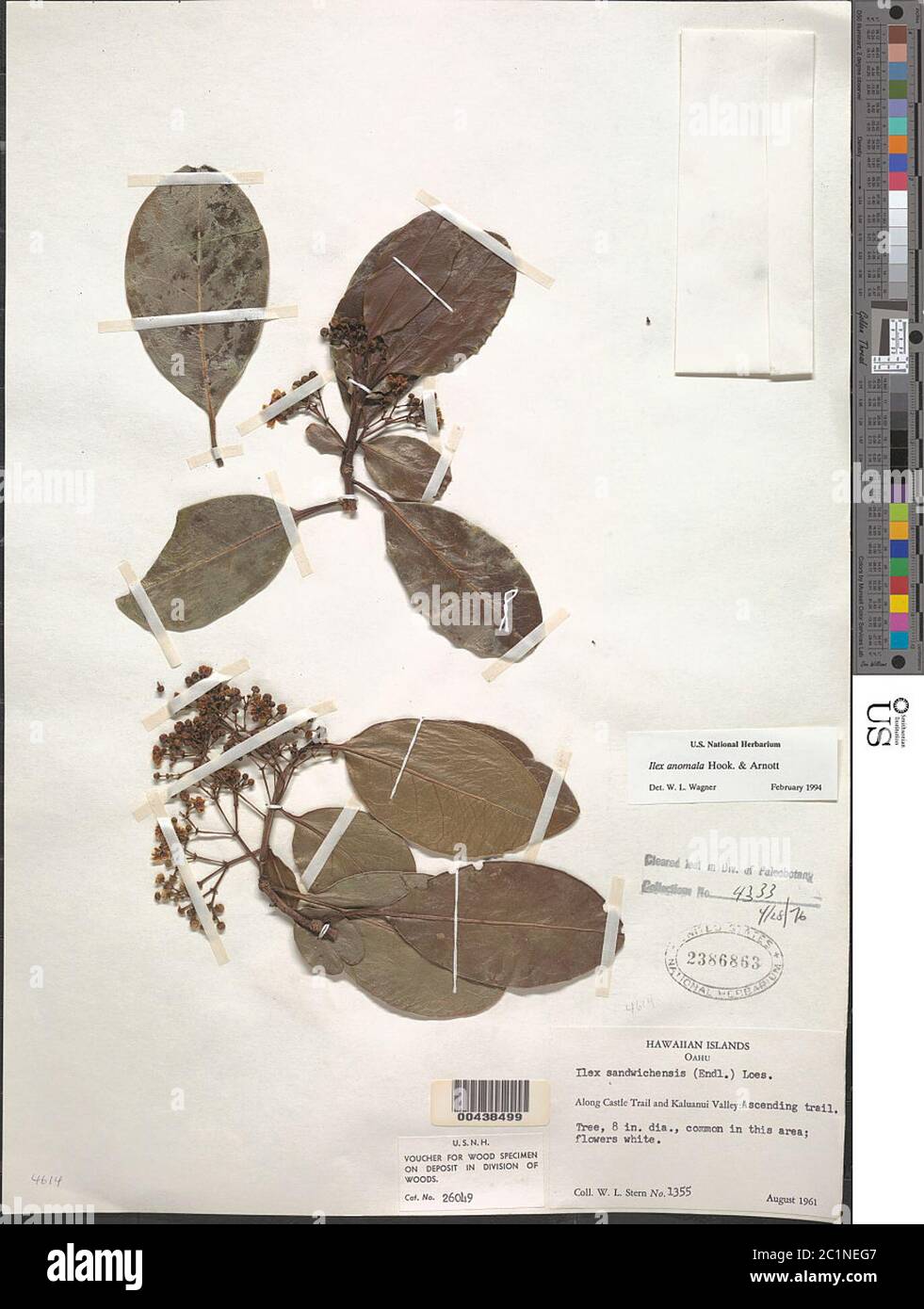 Ilex anomala hi-res stock photography and images - Alamy