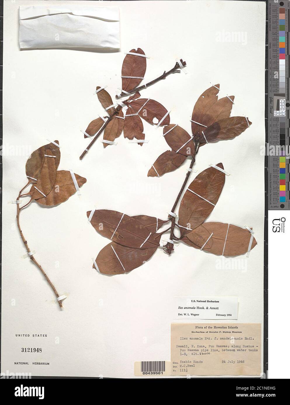 Ilex anomala Hook Arn Ilex anomala Hook Arn Stock Photo - Alamy
