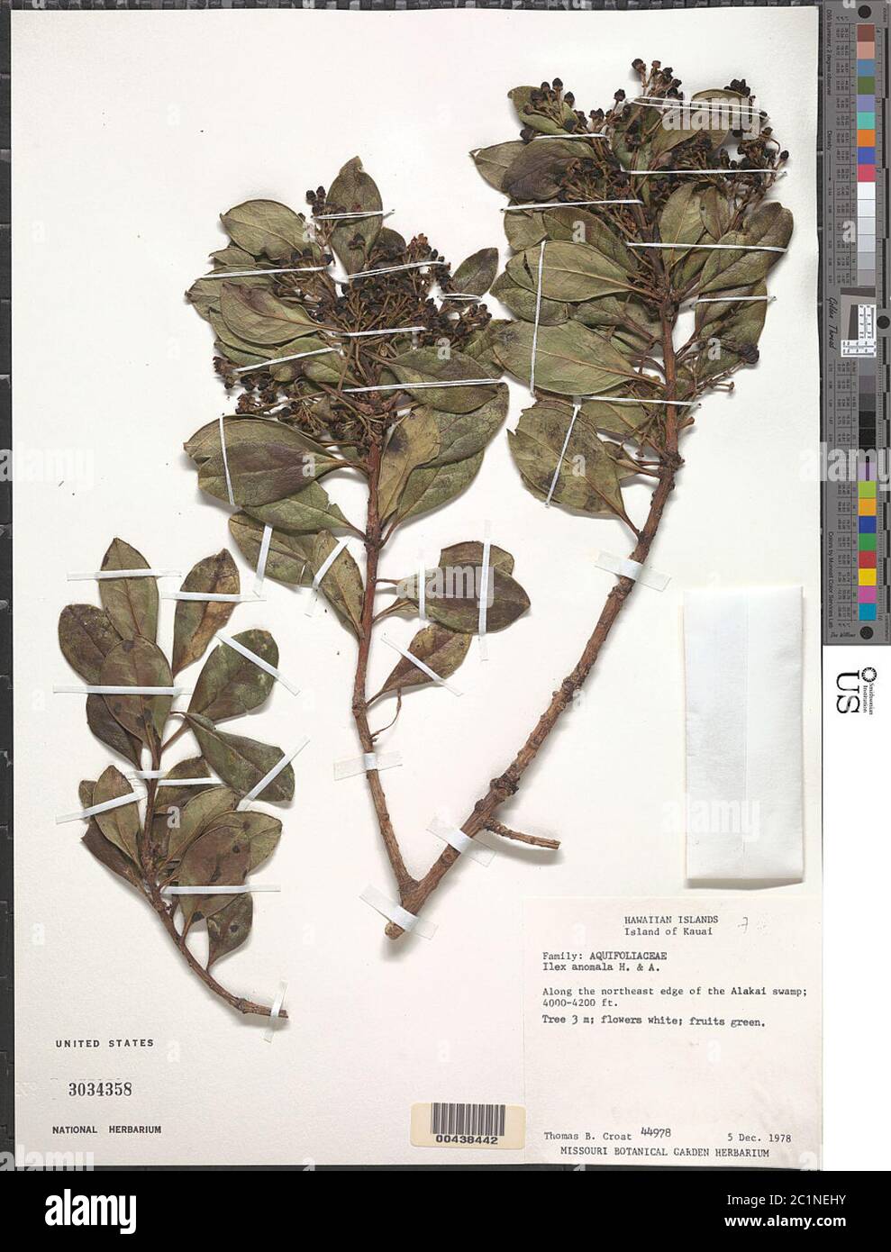 Ilex anomala Hook Arn Ilex anomala Hook Arn Stock Photo - Alamy